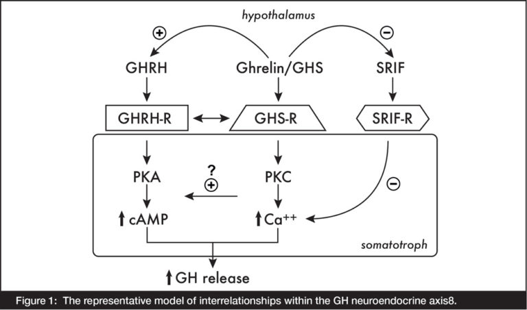 Growth Hormone Releasing Peptides | Antiaging Systems Articles