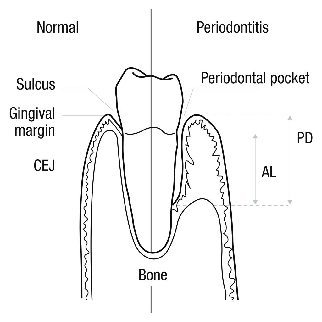 Oraltide Pro™ − the latest peptide technology for dental care ...